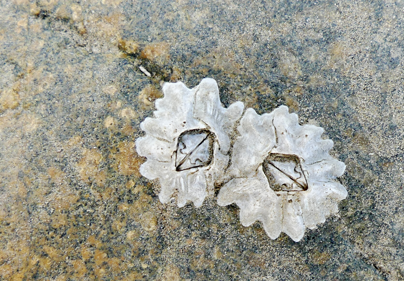 SDA WA Members Activities « Surface Design Association–Washington